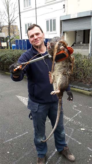 4 foot Hackney rat is just forced perspective. - ThatsNonsense.com