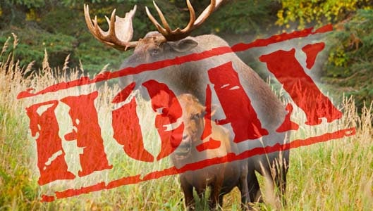 Did a moose from Calgary really going on a cow raping rampage? Fact ...