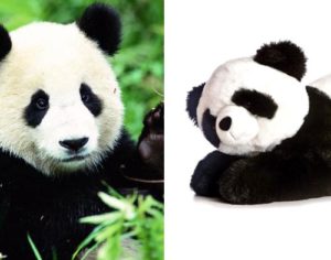 panda-real-fake - ThatsNonsense.com
