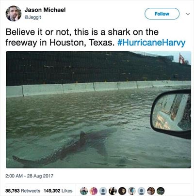 The origins of the notorious "shark on flooded highway" photo ...
